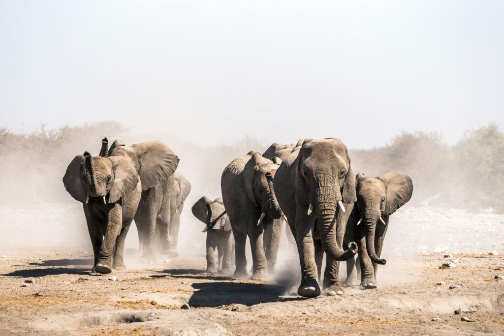Revealing SQL Plan Directive Details for PostgreSQL Query Optimization ... Revealing SQL Plan Directive Details for PostgreSQL Query Optimization ...