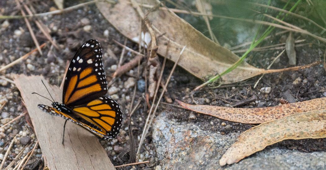 MediaSignage, Inc. on LinkedIn: Monarch Butterflies Are Recommended for ... MediaSignage, Inc. on LinkedIn: Monarch Butterflies Are Recommended for ...