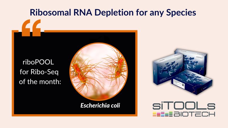 siTOOLs Biotech GmbH on LinkedIn: 🦠Enhance your E. coli Ribo-Seq ... siTOOLs Biotech GmbH on LinkedIn: 🦠Enhance your E. coli Ribo-Seq ...