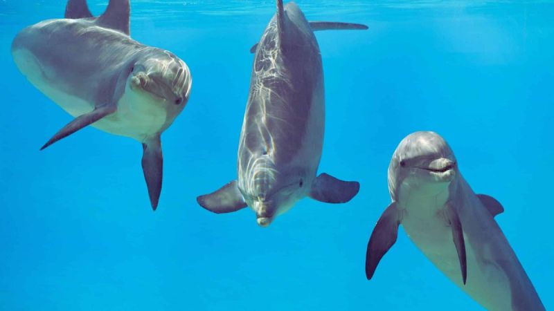 Google DeepMind deciphers dolphin speech with new model - TechBriefly ... Google DeepMind deciphers dolphin speech with new model - TechBriefly ...