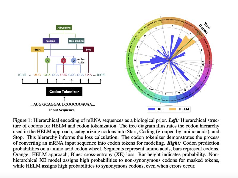LucidQuest on LinkedIn: Hierarchical Encoding for mRNA Language ... LucidQuest on LinkedIn: Hierarchical Encoding for mRNA Language ...