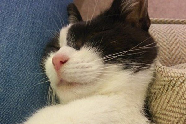 Live-in Care Hub on LinkedIn: 5 ways to keep your cat happy | Meow Blog Live-in Care Hub on LinkedIn: 5 ways to keep your cat happy | Meow Blog