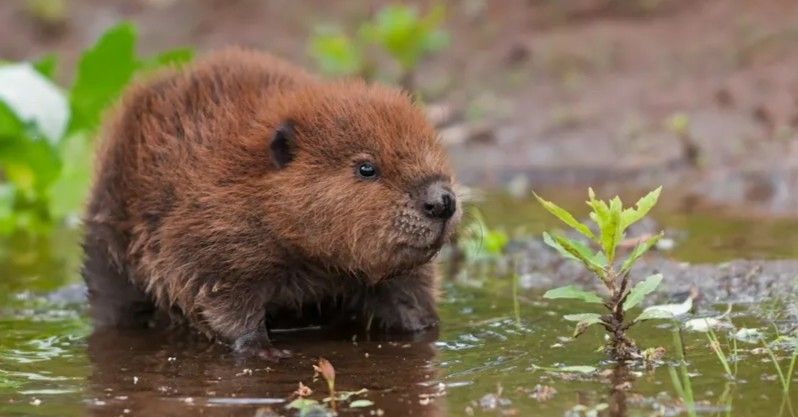 Didier Naud (no) you can't used the D on LinkedIn: New baby beavers ... Didier Naud (no) you can't used the D on LinkedIn: New baby beavers ...