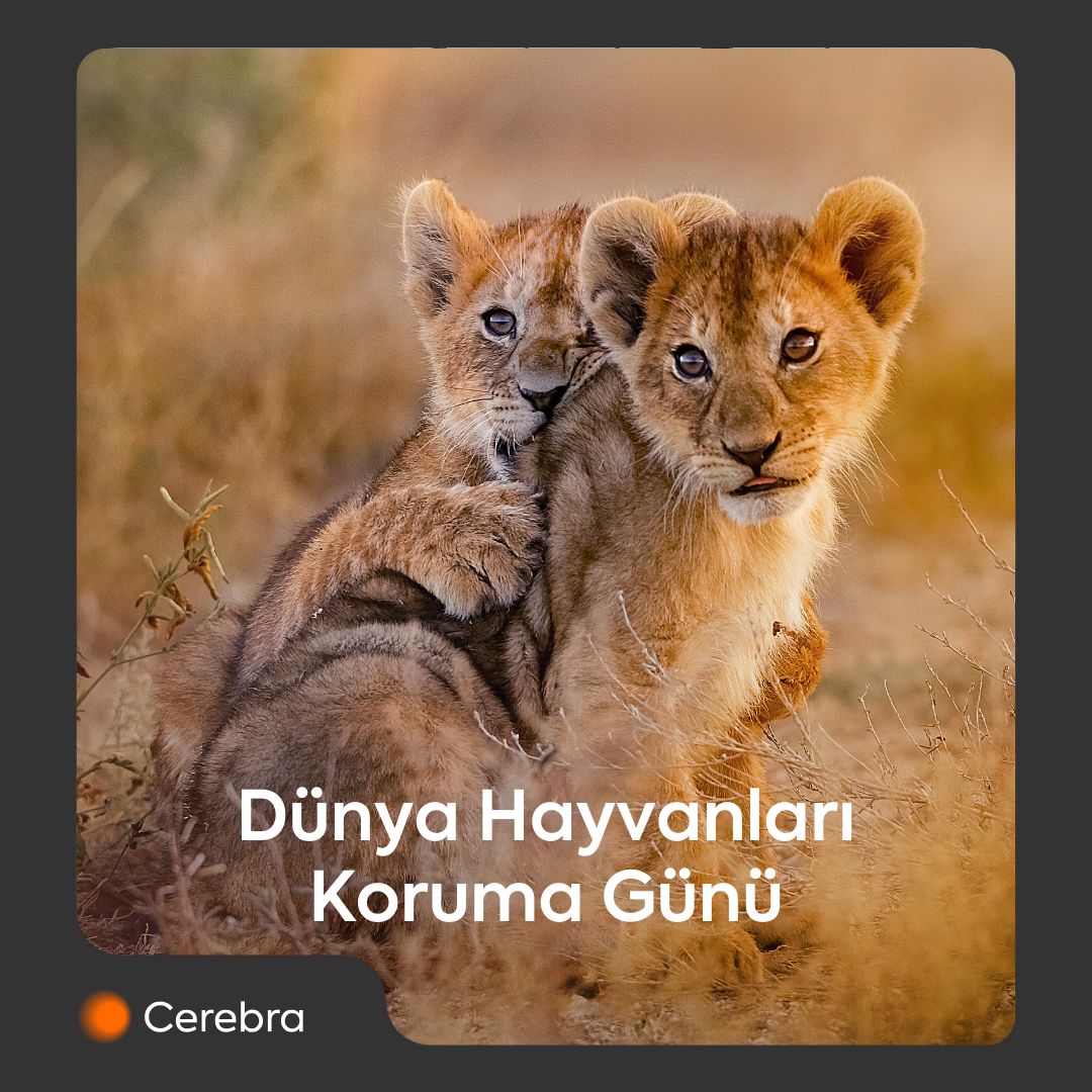 Cerebra CPAs & Advisors LinkedIn‘de: #dunyahayvanlarikorumagunu Cerebra CPAs & Advisors LinkedIn‘de: #dunyahayvanlarikorumagunu