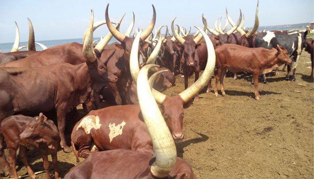 Government forms another team to verify Balaalo in Northern Uganda ... Government forms another team to verify Balaalo in Northern Uganda ...