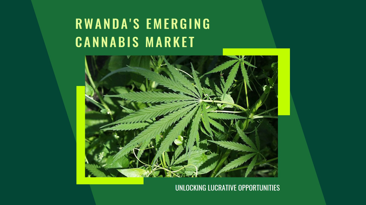 Unlocking Lucrative Opportunities in Rwanda’s Emerging Cannabis Market Unlocking Lucrative Opportunities in Rwanda’s Emerging Cannabis Market