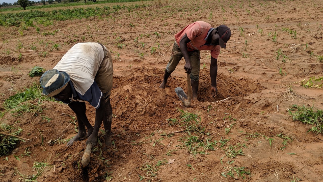 Maximizing Maize Yields: A Farmer's Guide to Smart Fertilizer Use in Ghana Maximizing Maize Yields: A Farmer's Guide to Smart Fertilizer Use in Ghana