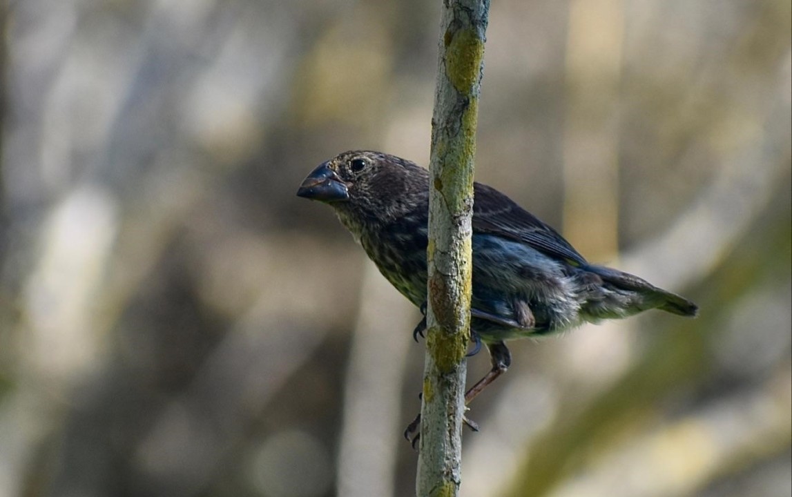 Un estudio revela que los pinzones de Darwin no están plenamente ... Un estudio revela que los pinzones de Darwin no están plenamente ...