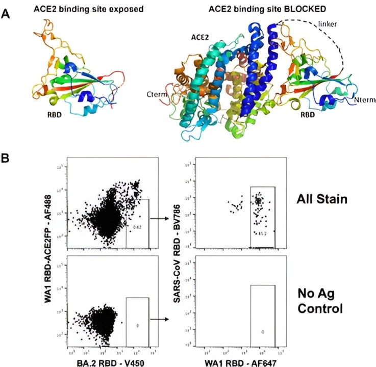 Researchers take step toward development of universal COVID-19 antibodies Researchers take step toward development of universal COVID-19 antibodies