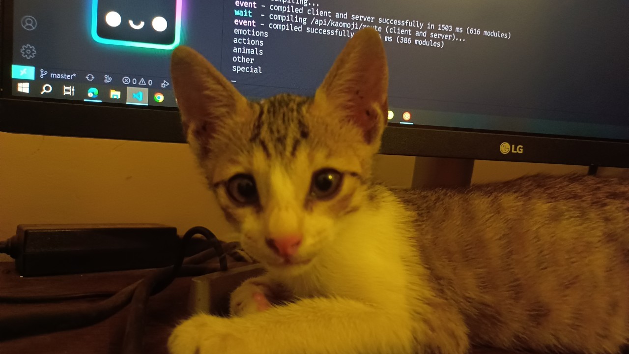 Why cats are important for developers? Why cats are important for developers?