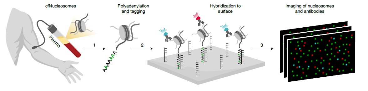 Multiplexed, single-molecule, epigenetic analysis of plasma-isolated ... Multiplexed, single-molecule, epigenetic analysis of plasma-isolated ...