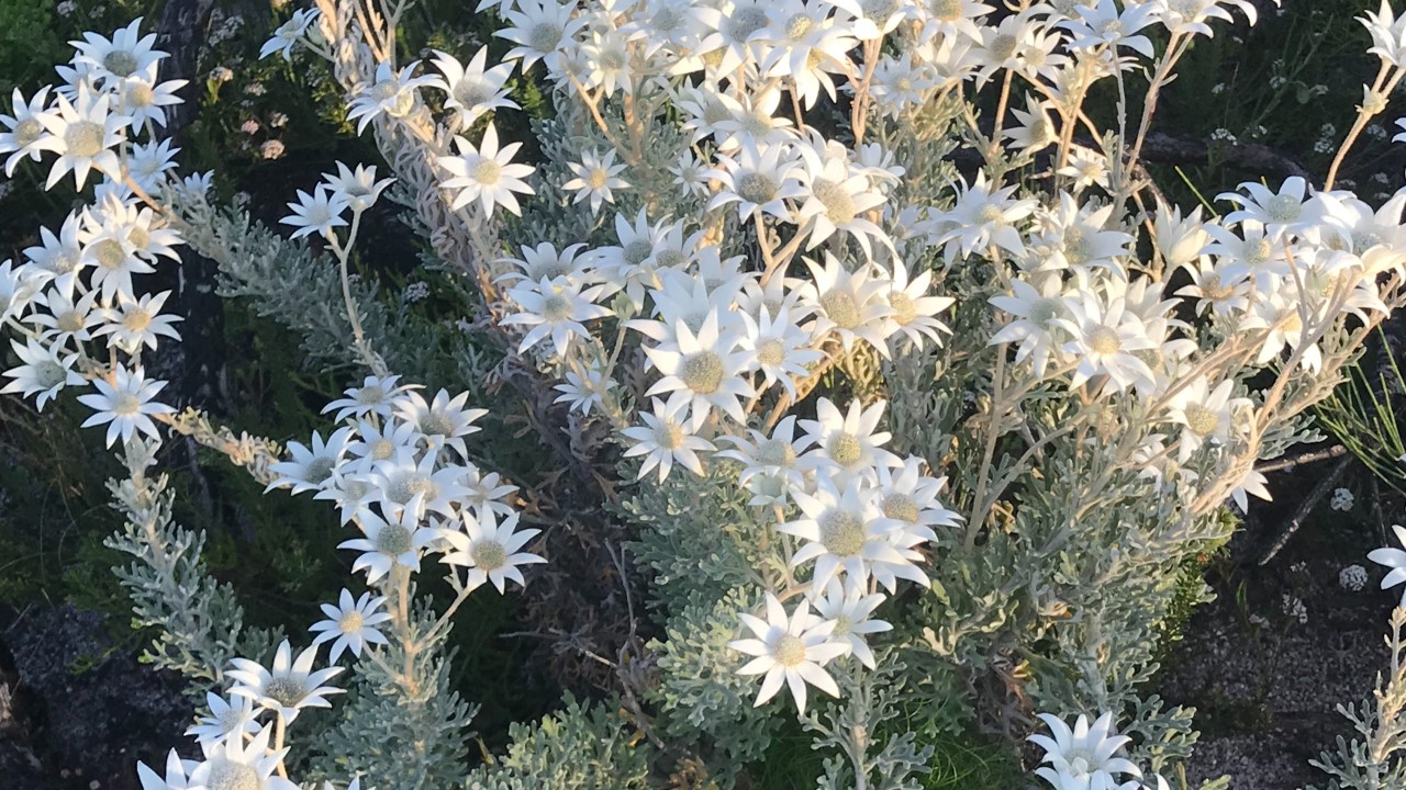 NSW Biodiversity Conservation Act 2016 reform - what is in it? NSW Biodiversity Conservation Act 2016 reform - what is in it?