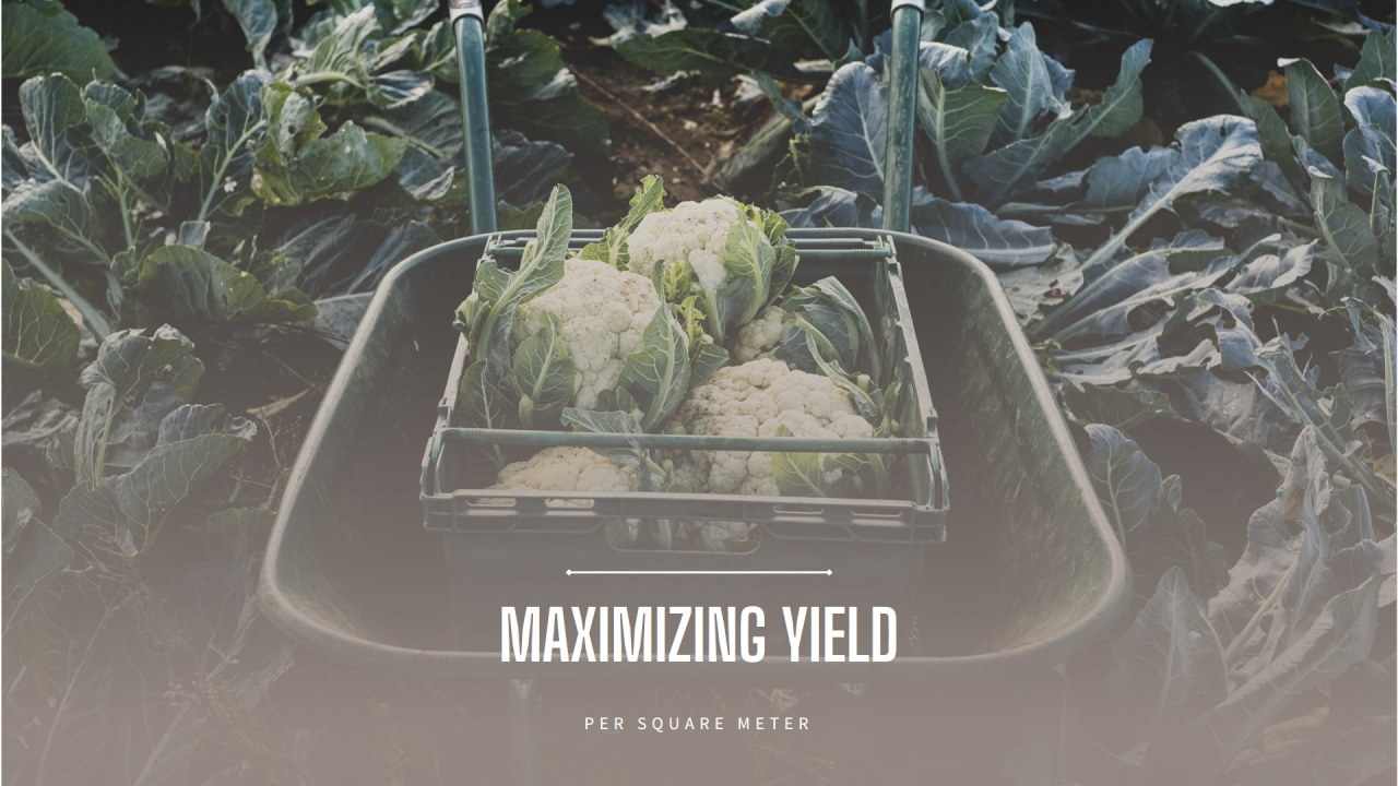 Maximizing Yield per Square Meter Maximizing Yield per Square Meter