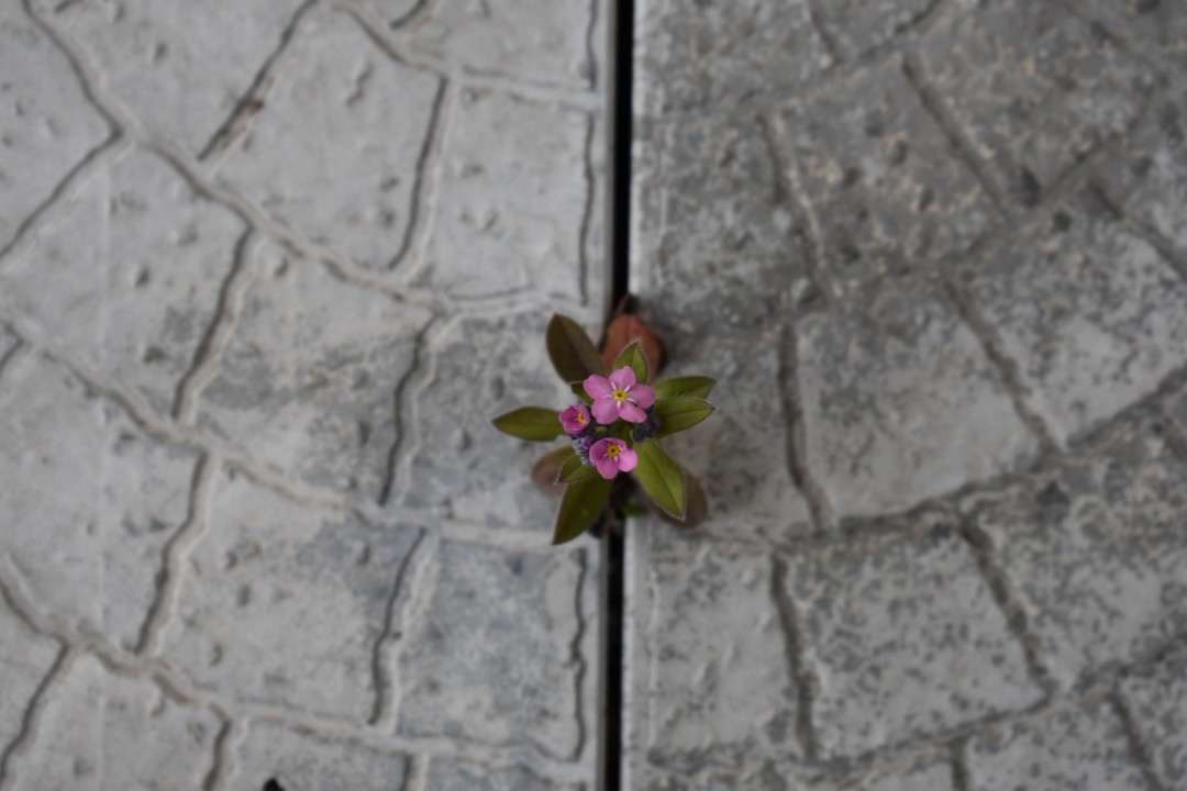 Embracing Opportunity Amidst Adversity Embracing Opportunity Amidst Adversity