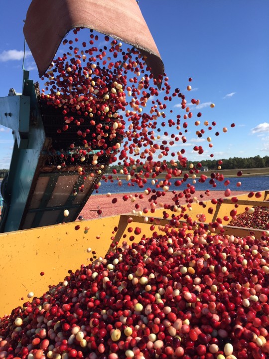 Cranberry: A Fruta Vermelha que Impulsiona Negócios e Saúde no Brasil Cranberry: A Fruta Vermelha que Impulsiona Negócios e Saúde no Brasil