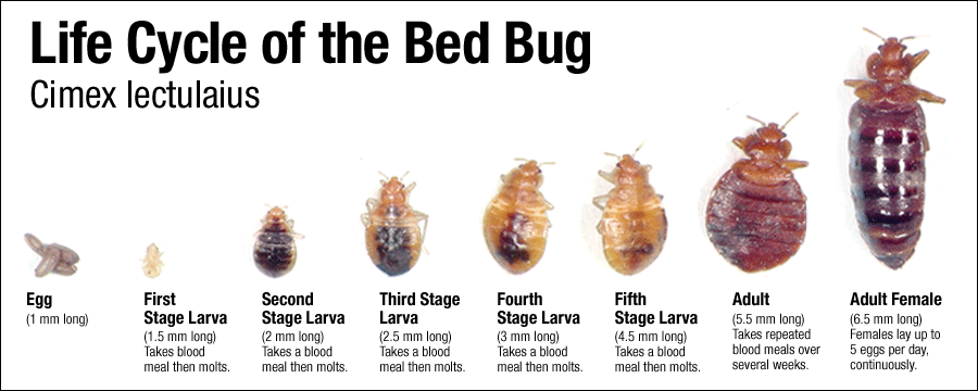 Understanding Bed Bugs: Identification, Prevention, and Treatment Understanding Bed Bugs: Identification, Prevention, and Treatment