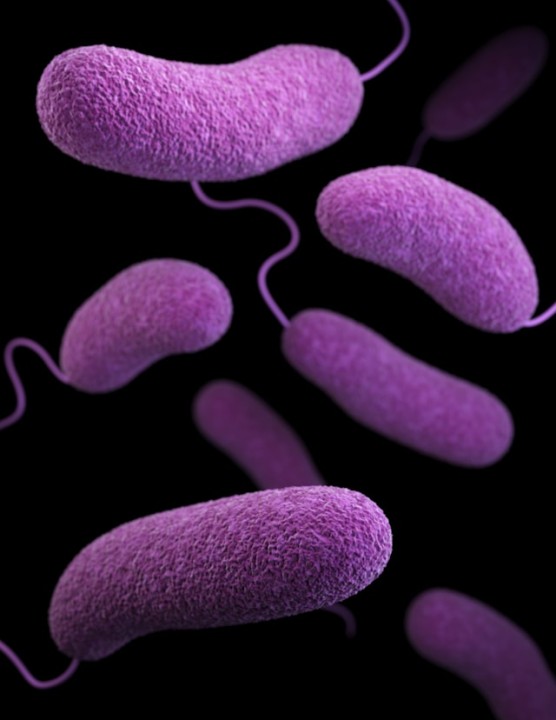 Unlocking the Secrets of Gut Bacteria in Lean and Healthy Individuals Unlocking the Secrets of Gut Bacteria in Lean and Healthy Individuals