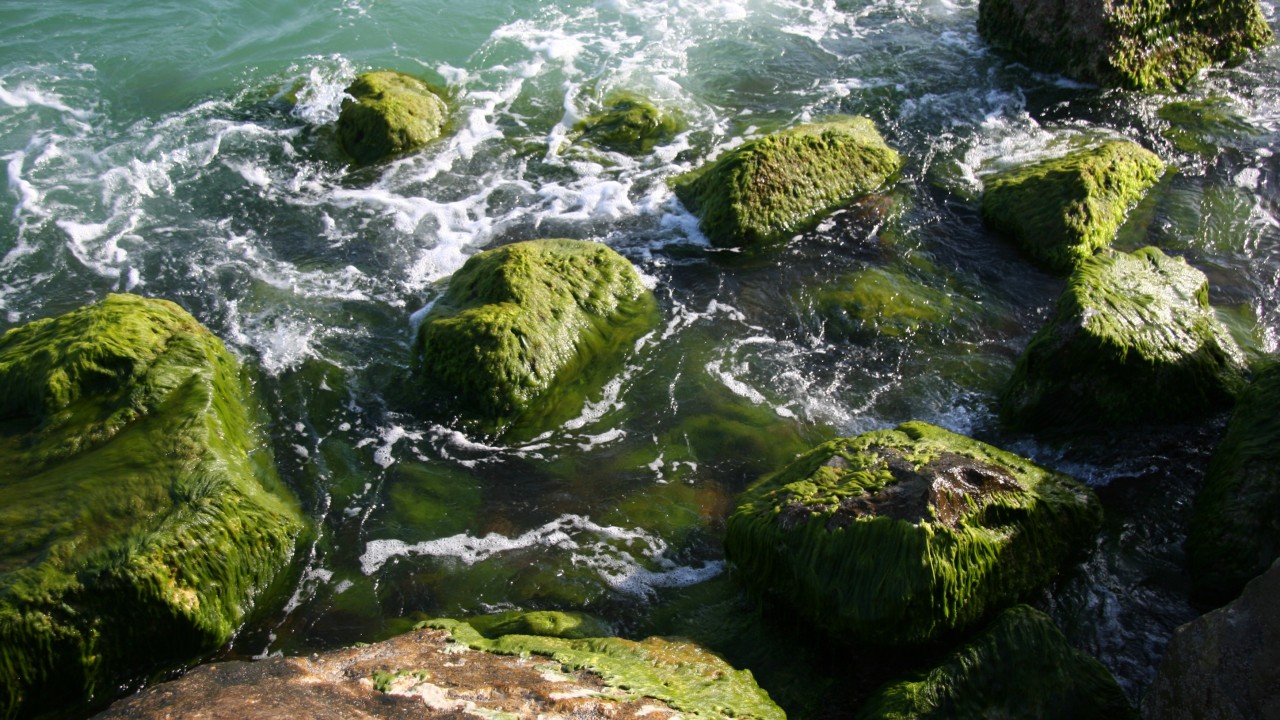 Sustainable Investments: Maximizing ROI with Nature-Based Solutions Sustainable Investments: Maximizing ROI with Nature-Based Solutions