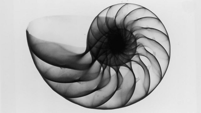 Fibonacci sequence || Array || javascript Fibonacci sequence || Array || javascript