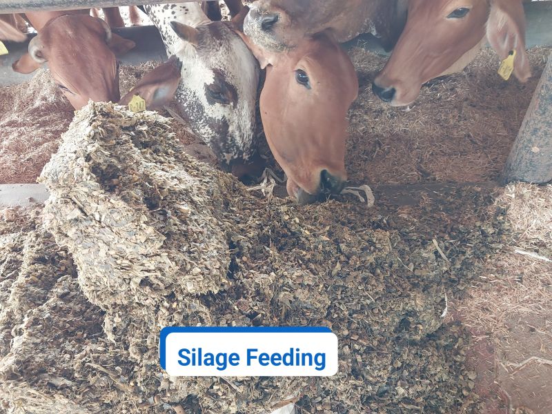 Dr. Abhishek Joshi on LinkedIn: Silage Feeding Dr. Abhishek Joshi on LinkedIn: Silage Feeding