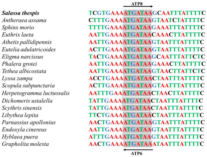 Diversity MDPI on LinkedIn: #article #mitochondria #butterflygenetic # ... Diversity MDPI on LinkedIn: #article #mitochondria #butterflygenetic # ...