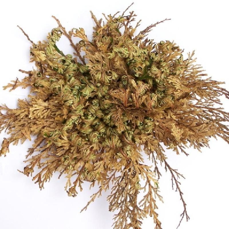 😎This is what I'd say if I wanted to sound cool: Selaginella ... 😎This is what I'd say if I wanted to sound cool: Selaginella ...
