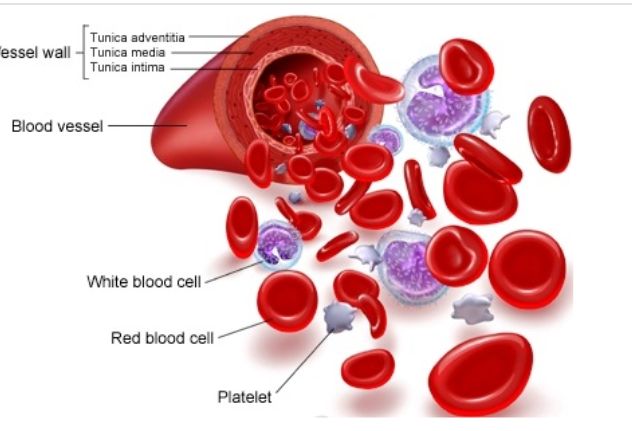 Vishnu kumar on LinkedIn: composition of blood Vishnu kumar on LinkedIn: composition of blood