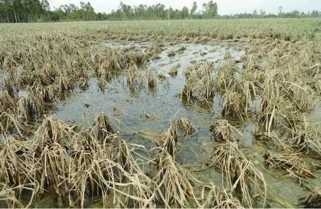 Post 4: Aftermath of Flood in agriculture | Anupam Kakati posted on the ... Post 4: Aftermath of Flood in agriculture | Anupam Kakati posted on the ...