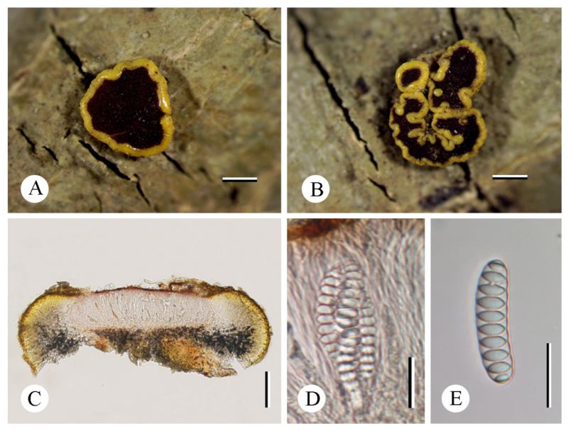 Diversity MDPI on LinkedIn: #article #lichenology #biodiversity #china ... Diversity MDPI on LinkedIn: #article #lichenology #biodiversity #china ...