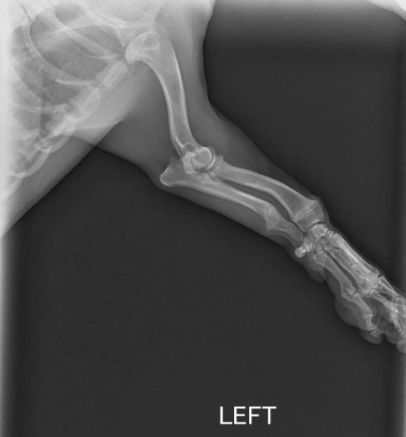 Angular Deformity in a 6month aged pup. | Dr. Muhammad Awais Angular Deformity in a 6month aged pup. | Dr. Muhammad Awais