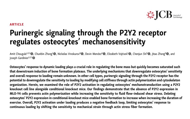 Amit Chougule, PhD MB(ASCP) on LinkedIn: #purinergic #osteocyte Amit Chougule, PhD MB(ASCP) on LinkedIn: #purinergic #osteocyte