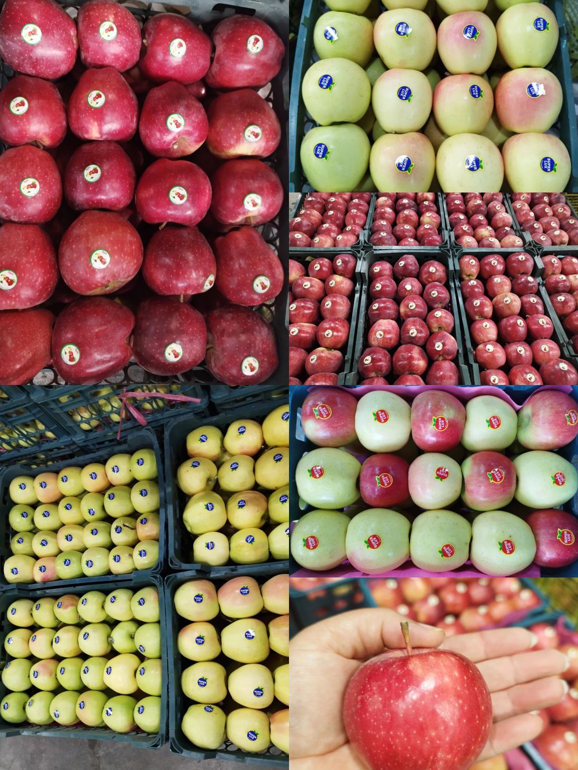 Masumeh Najafi on LinkedIn: #najafi #export #najafi #india #apple Masumeh Najafi on LinkedIn: #najafi #export #najafi #india #apple