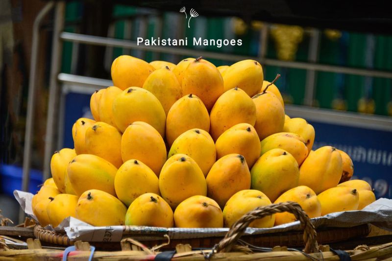 Anas Shaikh | PakSirZameen AgriTech Ventures Anas Shaikh | PakSirZameen AgriTech Ventures