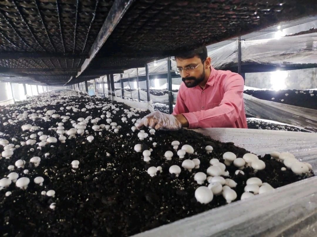 Hamza Nasir Khaira on LinkedIn: #mushroommagic #farmlife # ... Hamza Nasir Khaira on LinkedIn: #mushroommagic #farmlife # ...