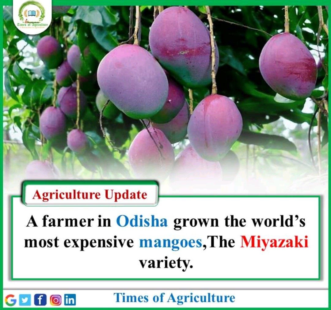 Dibyendu Kumar Padhan on LinkedIn: Orissa towards world class Agriculture Dibyendu Kumar Padhan on LinkedIn: Orissa towards world class Agriculture