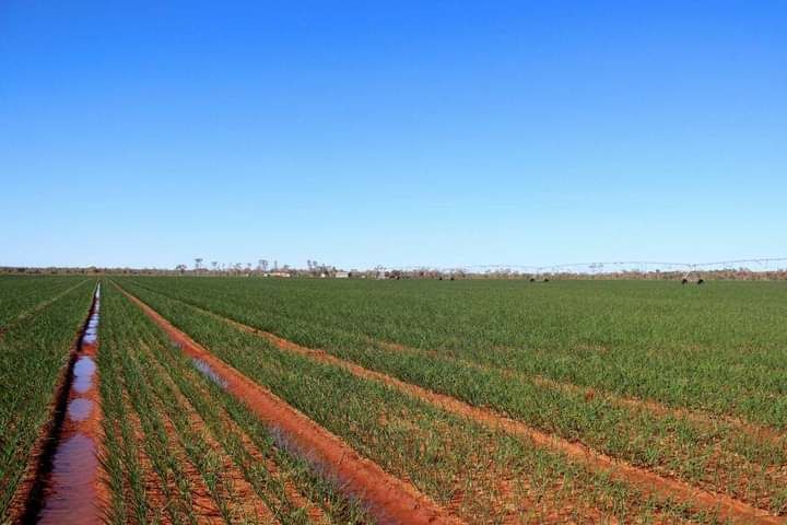 Engr Mazhar Hussain on LinkedIn: Onion Farming under Centre pivot ... Engr Mazhar Hussain on LinkedIn: Onion Farming under Centre pivot ...