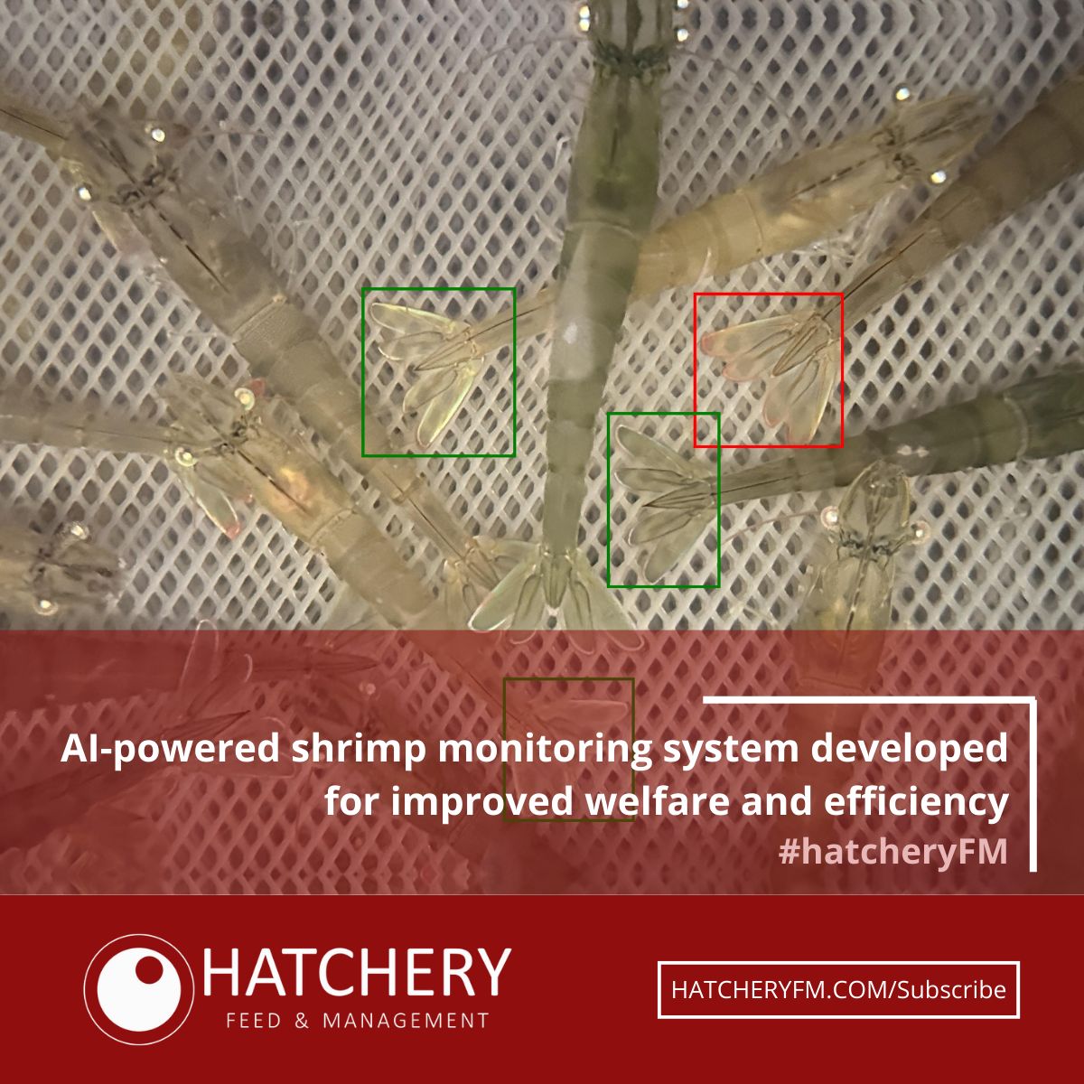 Hatchery Feed & Management on LinkedIn: #hatcheryfm #hatchery # ... Hatchery Feed & Management on LinkedIn: #hatcheryfm #hatchery # ...