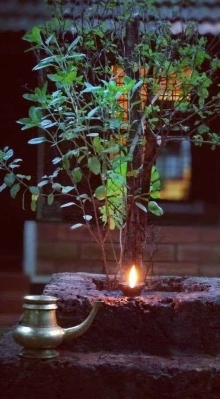 Anjali srivastava on LinkedIn: I have 2 Tulsi ji pot,, in which one ... Anjali srivastava on LinkedIn: I have 2 Tulsi ji pot,, in which one ...