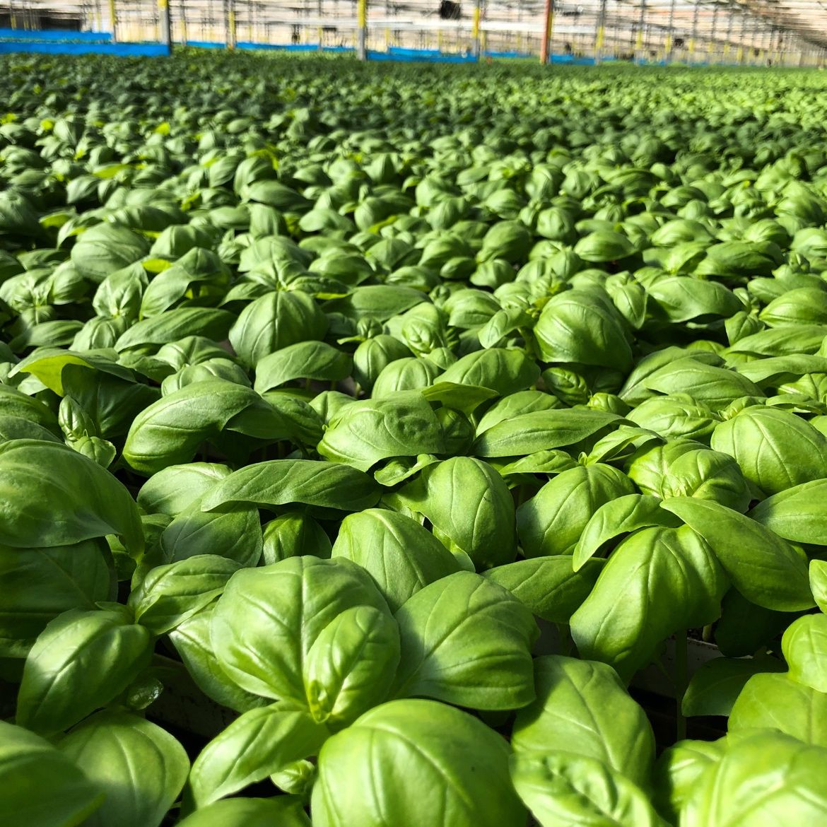 Tzahi Mordehay on LinkedIn: Our quality and quantity remain the same ... Tzahi Mordehay on LinkedIn: Our quality and quantity remain the same ...
