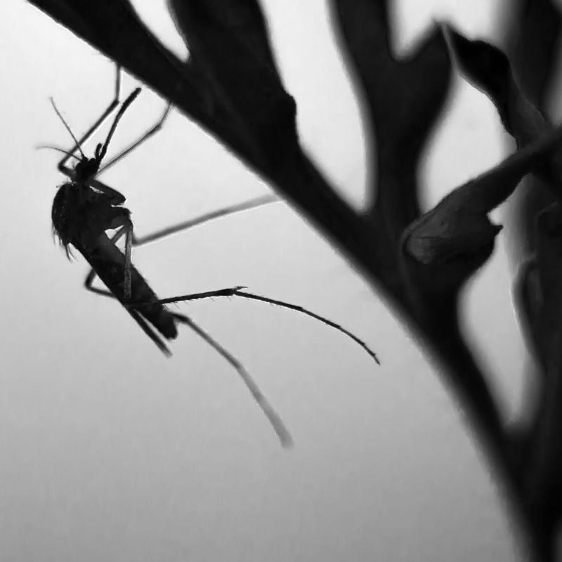 #malaria #ntds #climatechange #acs2023 #endmalaria #beatntds | African ... #malaria #ntds #climatechange #acs2023 #endmalaria #beatntds | African ...