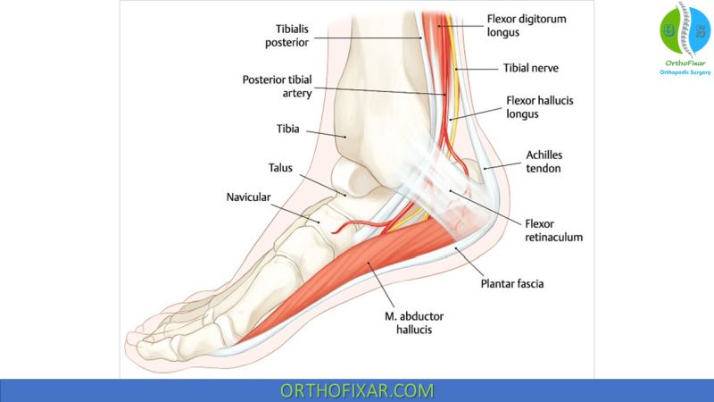 Orthofixar | Orthopedic Surgery on LinkedIn: Flexor Digitorum Longus ... Orthofixar | Orthopedic Surgery on LinkedIn: Flexor Digitorum Longus ...