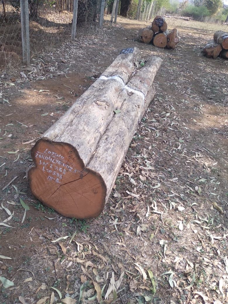 Parth Patel on LinkedIn: CP teak wood Contact info - 9522825370 Parth Patel on LinkedIn: CP teak wood Contact info - 9522825370