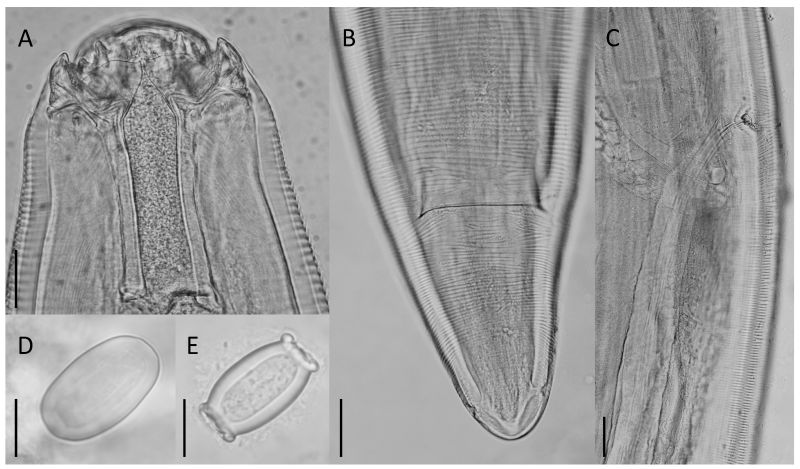 Diversity MDPI on LinkedIn: #diversitymdpi #nematode Diversity MDPI on LinkedIn: #diversitymdpi #nematode