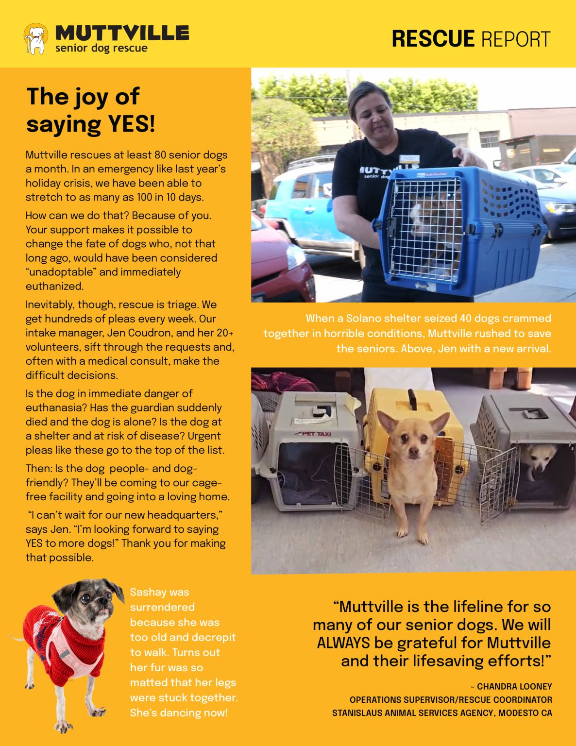 Muttville rescues at least 80 senior dogs a month. In an emergency like ... Muttville rescues at least 80 senior dogs a month. In an emergency like ...
