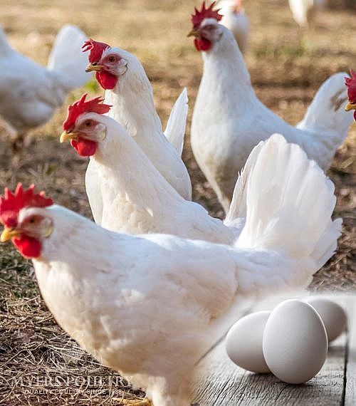Shahzad Rasool on LinkedIn: Benefits of enzymes in poultry ... Shahzad Rasool on LinkedIn: Benefits of enzymes in poultry ...