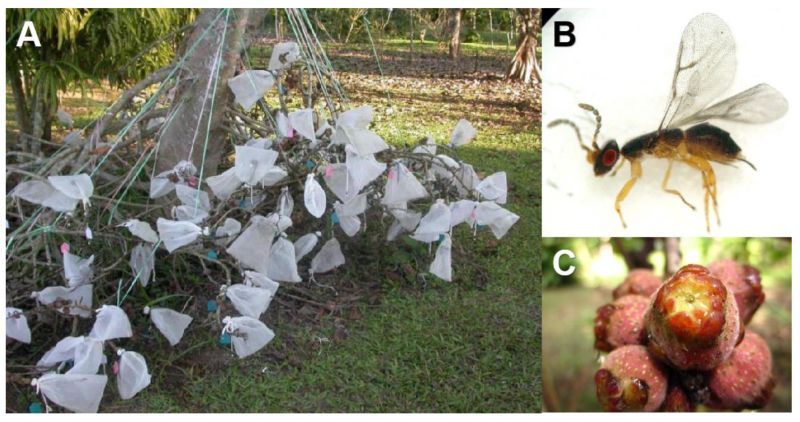 Diversity MDPI on LinkedIn: #article #figwasp #ficussemicordata # ... Diversity MDPI on LinkedIn: #article #figwasp #ficussemicordata # ...