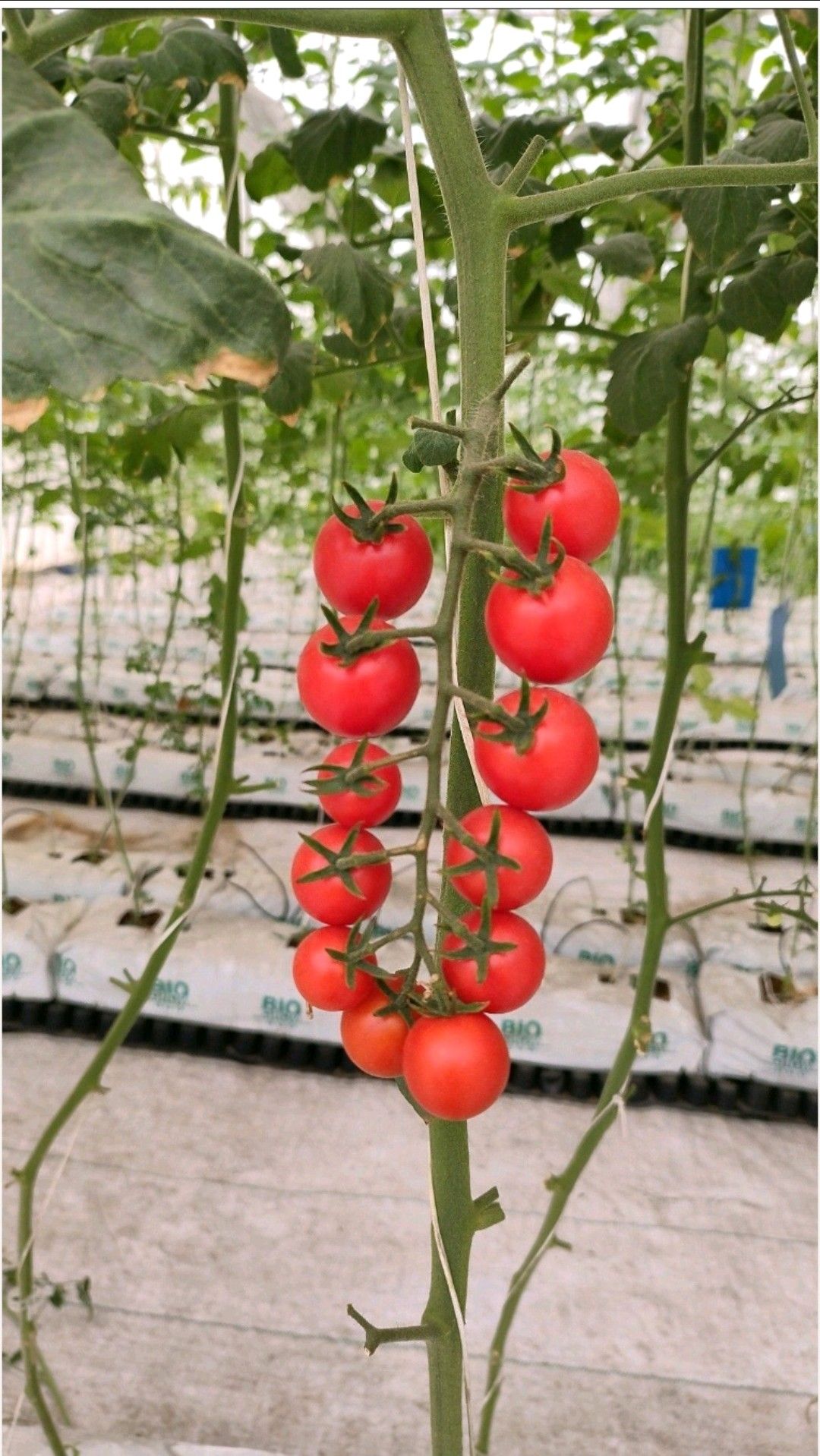 Raushan Raj on LinkedIn: pruning hydroponic crops Raushan Raj on LinkedIn: pruning hydroponic crops