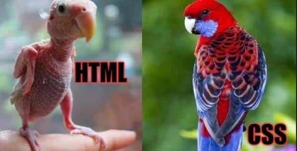 Matheus Eduardo Custodio Souza on LinkedIn: HTML CSS MEME Matheus Eduardo Custodio Souza on LinkedIn: HTML CSS MEME