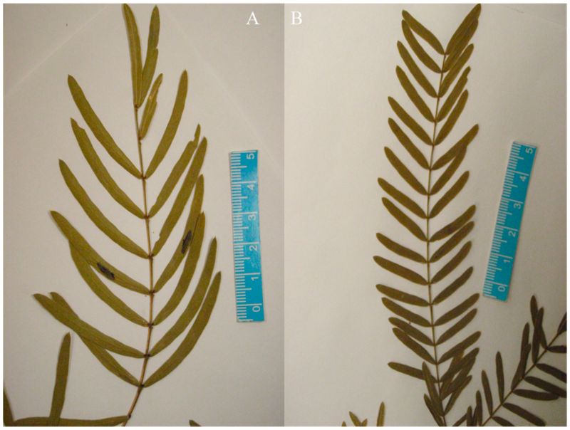 Diversity MDPI on LinkedIn: #article #prosopis #leafarchitecture # ... Diversity MDPI on LinkedIn: #article #prosopis #leafarchitecture # ...
