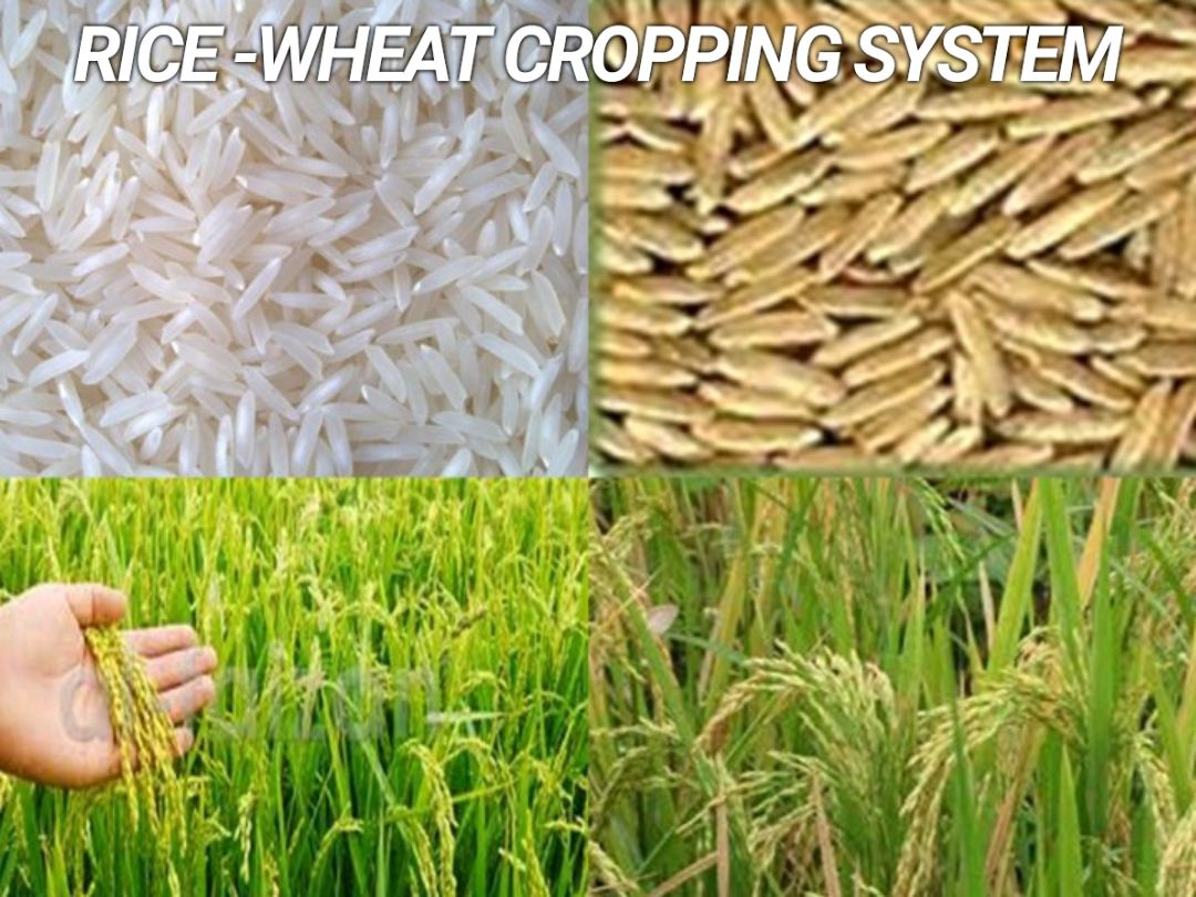 Mahnoor Fatima on LinkedIn: #issues #cropping #punjab #solutions Mahnoor Fatima on LinkedIn: #issues #cropping #punjab #solutions